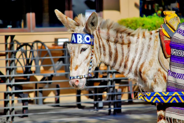 BURRO CEBRA - Updated September 2024 - 12 Photos & 15 Reviews - Col ...