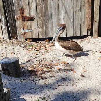 SEASIDE SEABIRD SANCTUARY - Updated July 2025 - 171 Photos & 74 Reviews ...