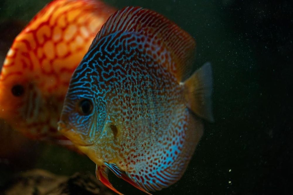 US TROPICAL FISH - Updated December 2025 - 8110 Remmet Ave, Canoga Park ...