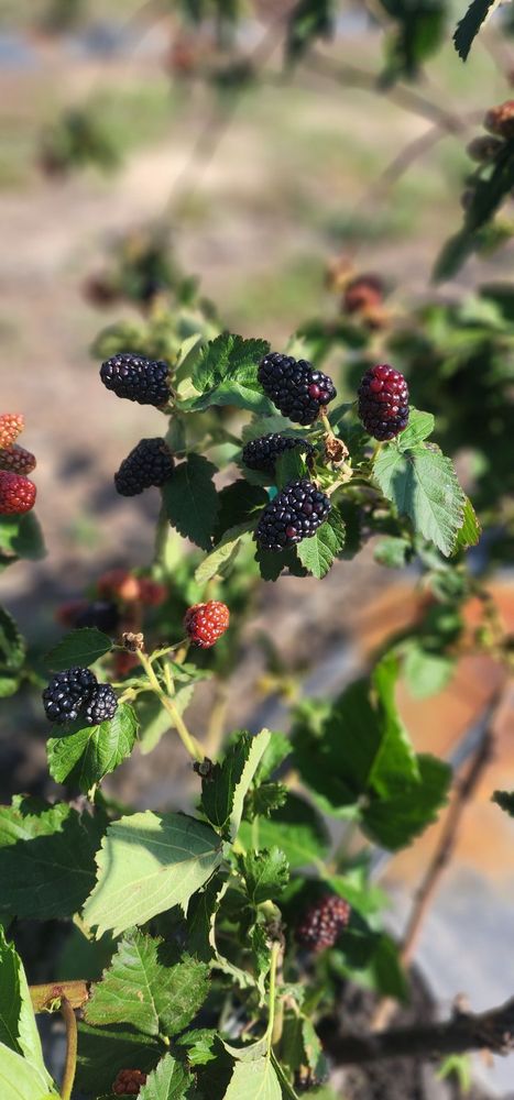 ROCKBERRY RANCH - Updated January 2026 - 167 Photos & 23 Reviews - 995W ...