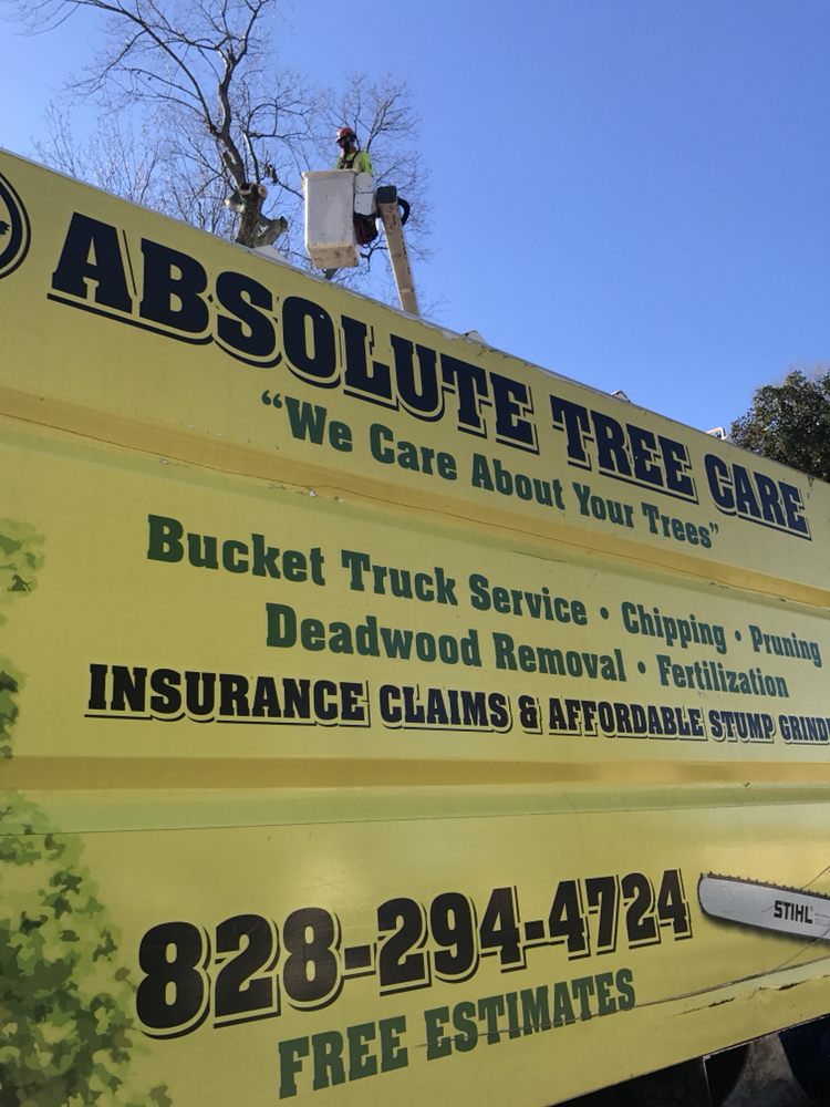 ABSOLUTE TREE CARE - Updated June 2024 - Fort Meyers, Florida - Tree ...