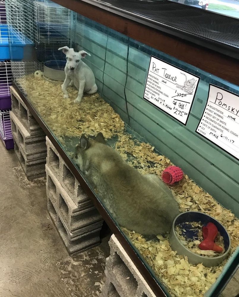 CRITTER CORNER PET SHOP - Updated October 2025 - 14 Photos & 25 Reviews ...