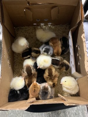 MEYER HATCHERY - Updated December 2025 - 80 Photos & 55 Reviews - 626 ...