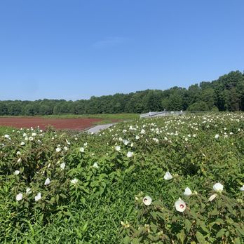 HUNTLEY MEADOWS PARK - Updated September 2025 - 410 Photos & 114 ...