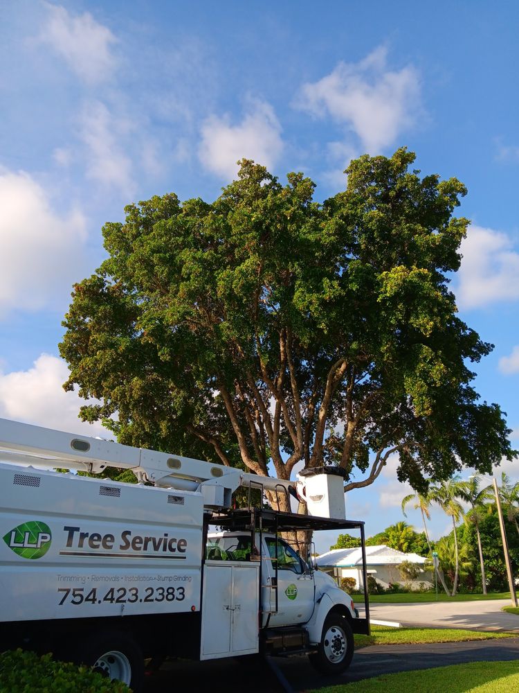 LLP TREE SERVICE - Updated September 2025 - Request a Quote - 32 Photos ...
