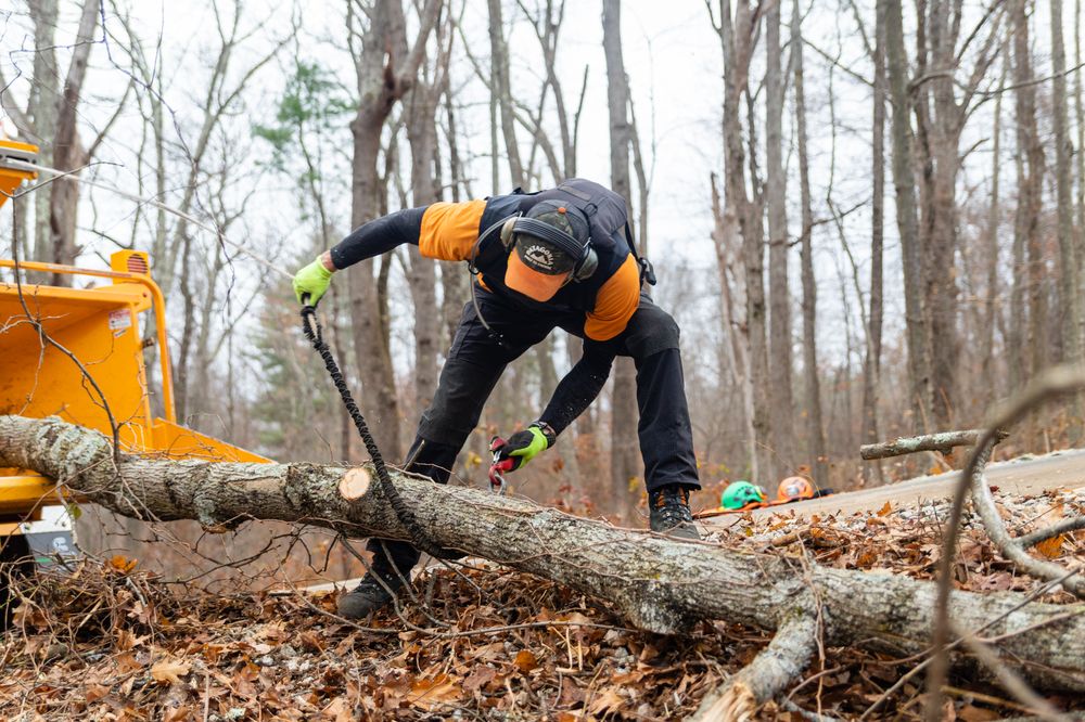 NEW ENGLAND TREE RESCUE - 47 Photos 【1997 Beacon St, Newton ...