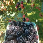 BUTLER’S ORCHARD - 549 Photos & 325 Reviews - Farmers Market - 22222 ...