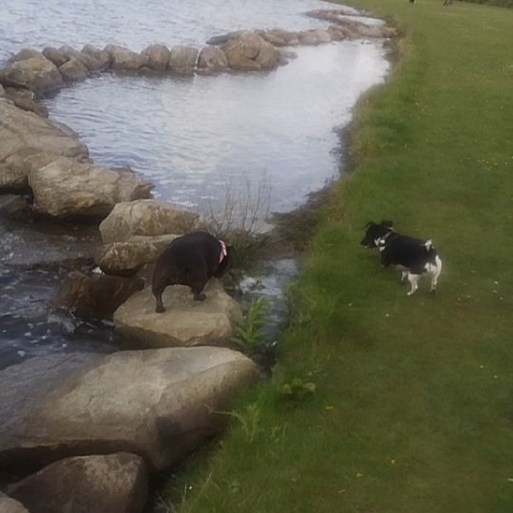 Dog runs near me store