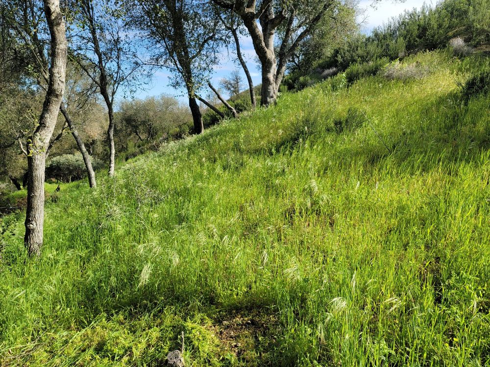 SHAWN’S WEED ABATEMENT - Updated August 2025 - 205 Photos - 9395 Huer ...