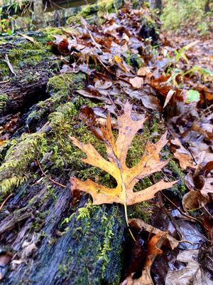 MISSISSIPPI MUSEUM OF NATURAL SCIENCE - Updated December 2024 - 153 ...