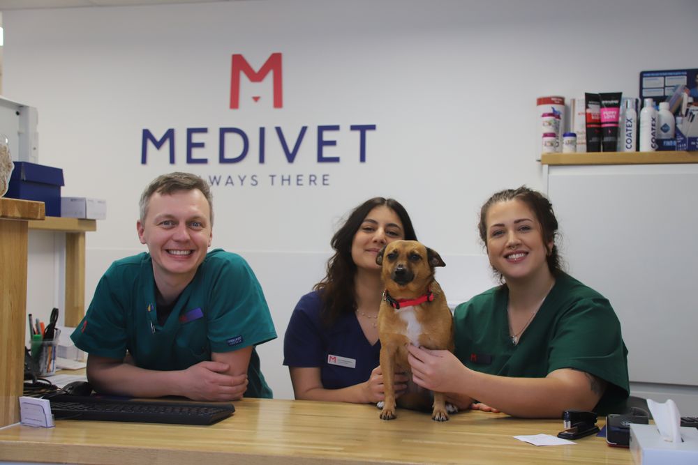 MEDIVET DALSTON - Updated May 2024 - 12 Photos - 84 Dalston Lane ...