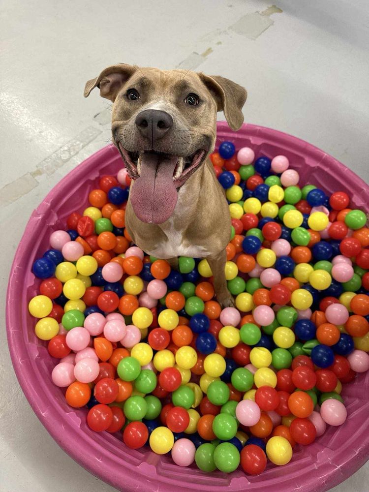 CANINE CORRAL - Updated December 2025 - 78 Photos & 82 Reviews - 2045 ...