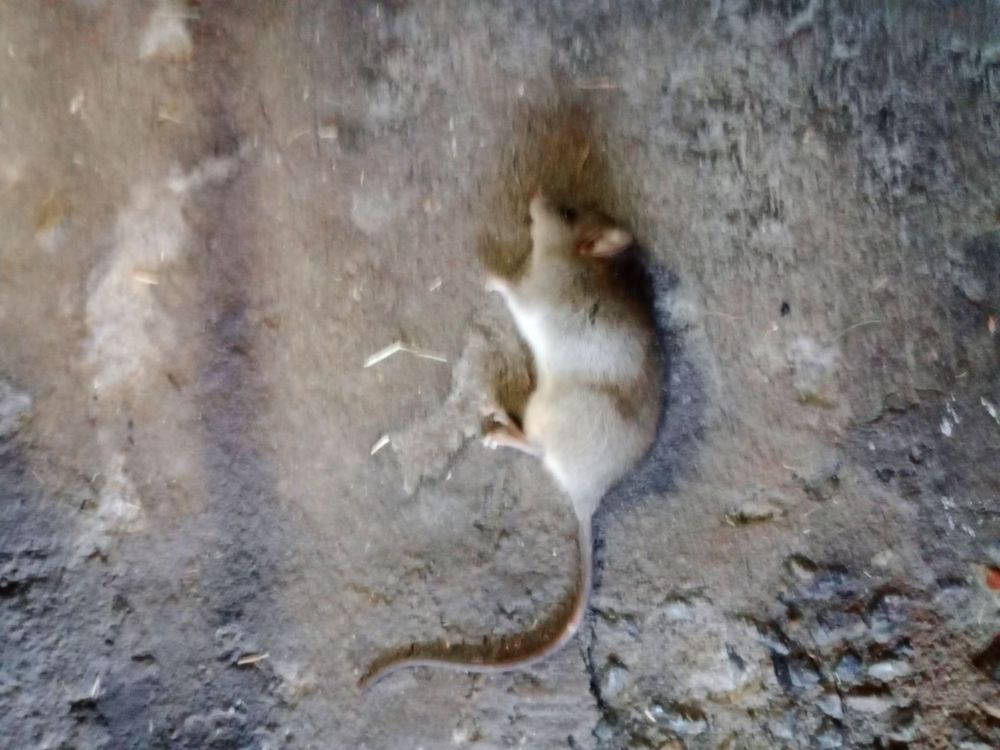 ABSOLUTE SERENITY PEST CONTROL - Updated May 2026 - 46 Photos & 188 ...