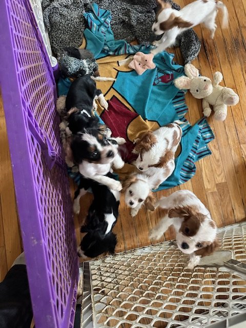 REDDY MADE FARM - Updated January 2026 - Request Information - 17 ...