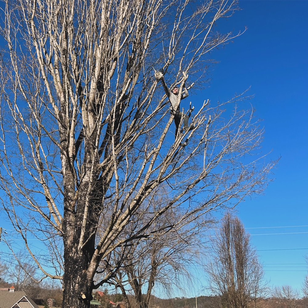 ALPHA WOLF TREES - Updated August 2025 - Request a Quote - 5400 Lance ...