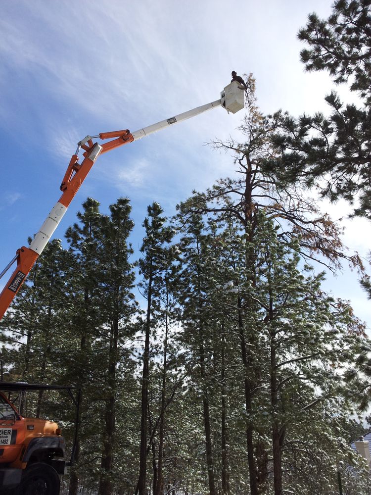 FRAZIER TREE AND SHRUB - Updated January 2025 - Colorado Springs ...