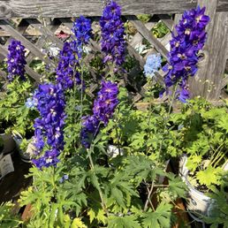 CAFE AQUI - Updated July 2025 - 144 Photos & 37 Reviews - 1811 2nd St ...