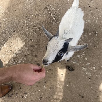 SHARKAROSA WILDLIFE RANCH - Updated January 2026 - 312 Photos & 136 ...