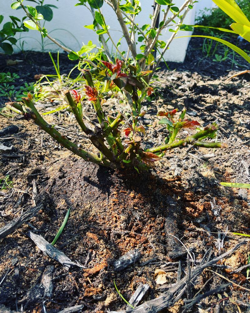 SWAMP DOG LANDSCPAING - Updated June 2024 - Request a Quote - Davenport ...