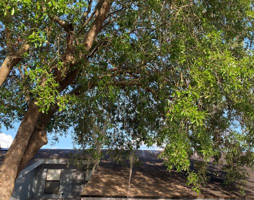 OLD TIMEY TREES - Updated September 2025 - 44 Photos & 21 Reviews ...