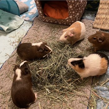 PENDER VETERINARY CENTRE - FAIRFAX - Updated January 2025 - 98 Photos ...