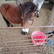 WESTCREEK TRAIL RIDES - 67 Photos & 60 Reviews - Horseback Riding ...