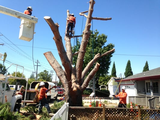 CAL TREE CARE - Updated December 2025 - 69 Photos & 173 Reviews ...