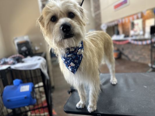 GROOMING BY ALYSSA - Updated April 2025 - Request an Appointment - 16 ...