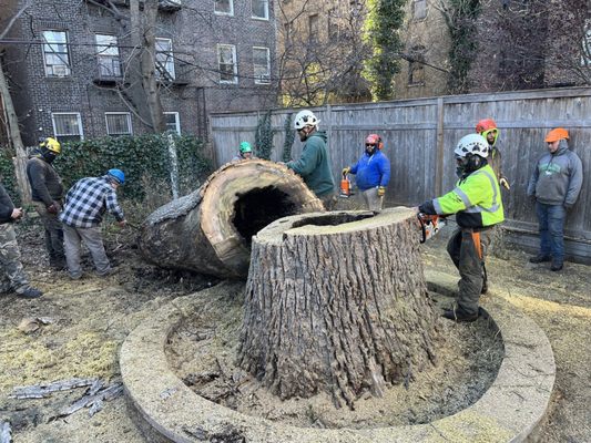 ROYAL TREE SERVICE - Updated December 2025 - 54 Photos & 136 Reviews ...