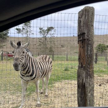 OLYMPIC GAME FARM - Updated January 2026 - 900 Photos & 394 Reviews ...