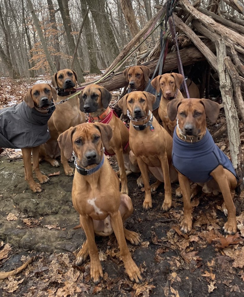 JERSEY DOGS - Updated May 2026 - 65 Photos & 12 Reviews - 147 Franklin ...