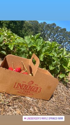 LINEBERGER’S MAPLE SPRINGS STRAWBERRIES - Updated May 2025 - 28 Photos ...