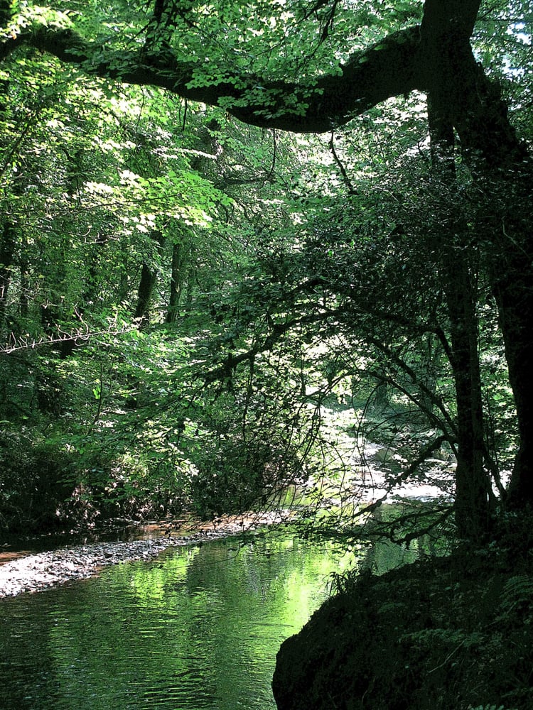 GLENBOWER WOOD - Updated April 2024 - Killeagh, Co. Cork, Republic of ...