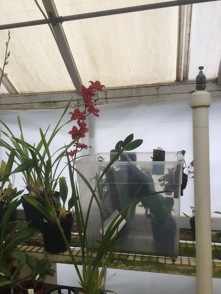 SILVA’S ORCHIDS - Updated October 2025 - 42 Photos - 635 Wayside Rd ...