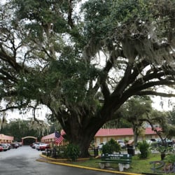 THE OLD SENATOR TREE - 27 Photos & 11 Reviews - Landmarks & Historical ...