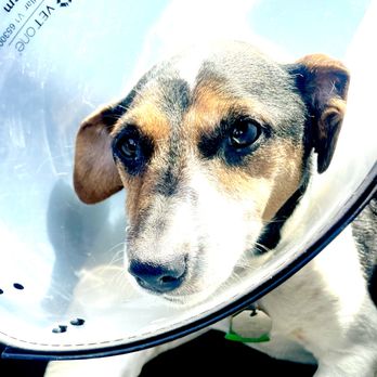 COLMA ANIMAL HOSPITAL - Updated July 2024 - 106 Photos & 299 Reviews ...