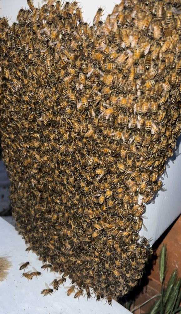 MILLER BEE’S - Updated April 2025 - 18 Photos - Dixon, California ...