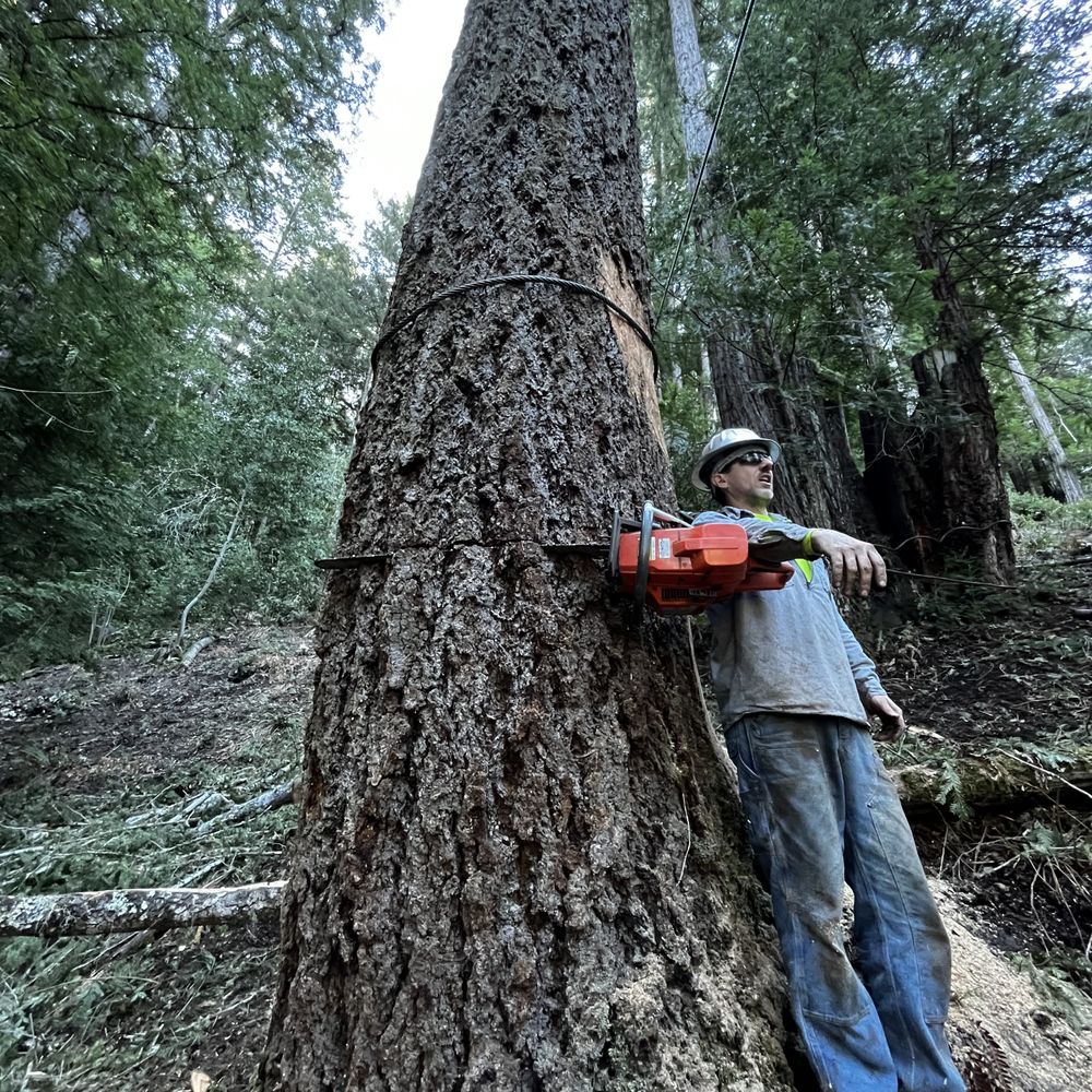 Loggers Cutting Down Trees