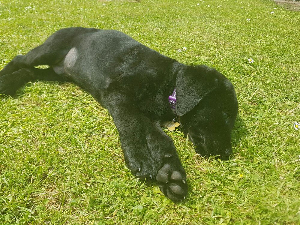 ANIMAL INN - Updated August 2025 - Dover Road, Deal, Kent, United ...