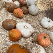 VERTUCCIO FARMS - 241 Photos & 126 Reviews - 4011 S Power Rd, Mesa, AZ ...