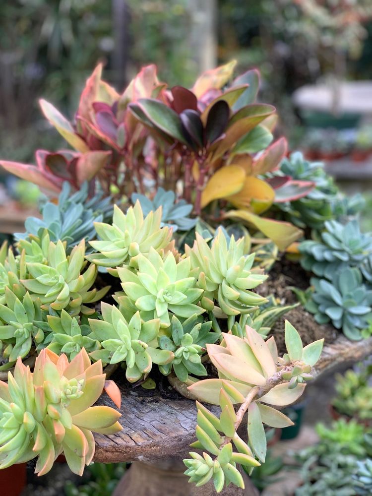 AMELIA’S SMARTY PLANTS - Updated January 2025 - 42 Photos & 55 Reviews ...