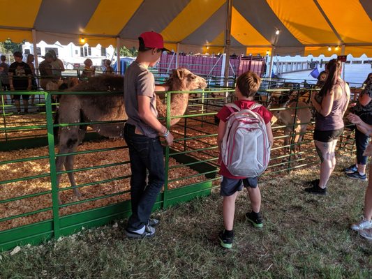 PRINCE WILLIAM COUNTY FAIR - 76 Photos & 21 Reviews - 10624 Dumfries Rd ...