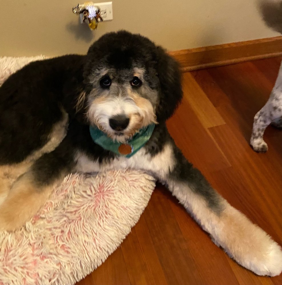 THE ORIGINAL DOG BARBER - Updated December 2025 - 10 Photos & 47 ...