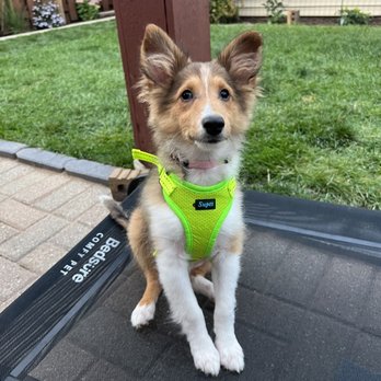 BORDER TAILS RESCUE - Updated October 2025 - 35 Photos & 44 Reviews ...