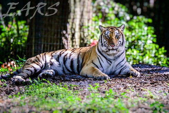 EARS ENDANGERED ANIMAL RESCUE SANCTUARY - Updated December 2025 - 11 ...