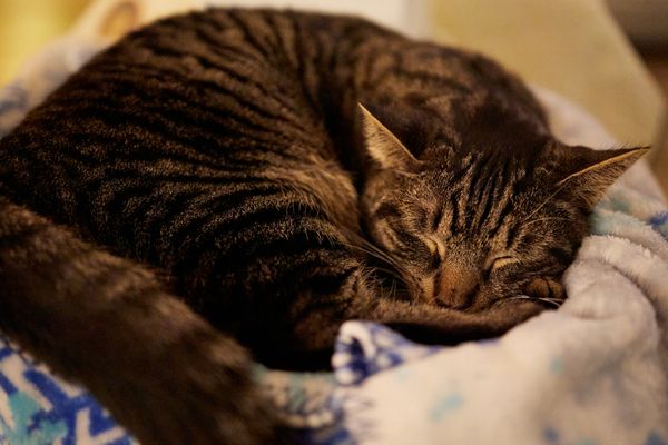 MEOW CAT LOUNGE - Updated January 2026 - 54 Photos & 13 Reviews - 630 ...