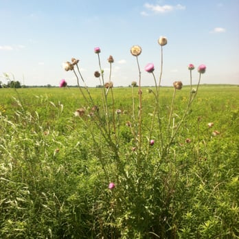 SPRINGBROOK PRAIRIE FOREST PRESERVE - Updated December 2025 - 126 ...