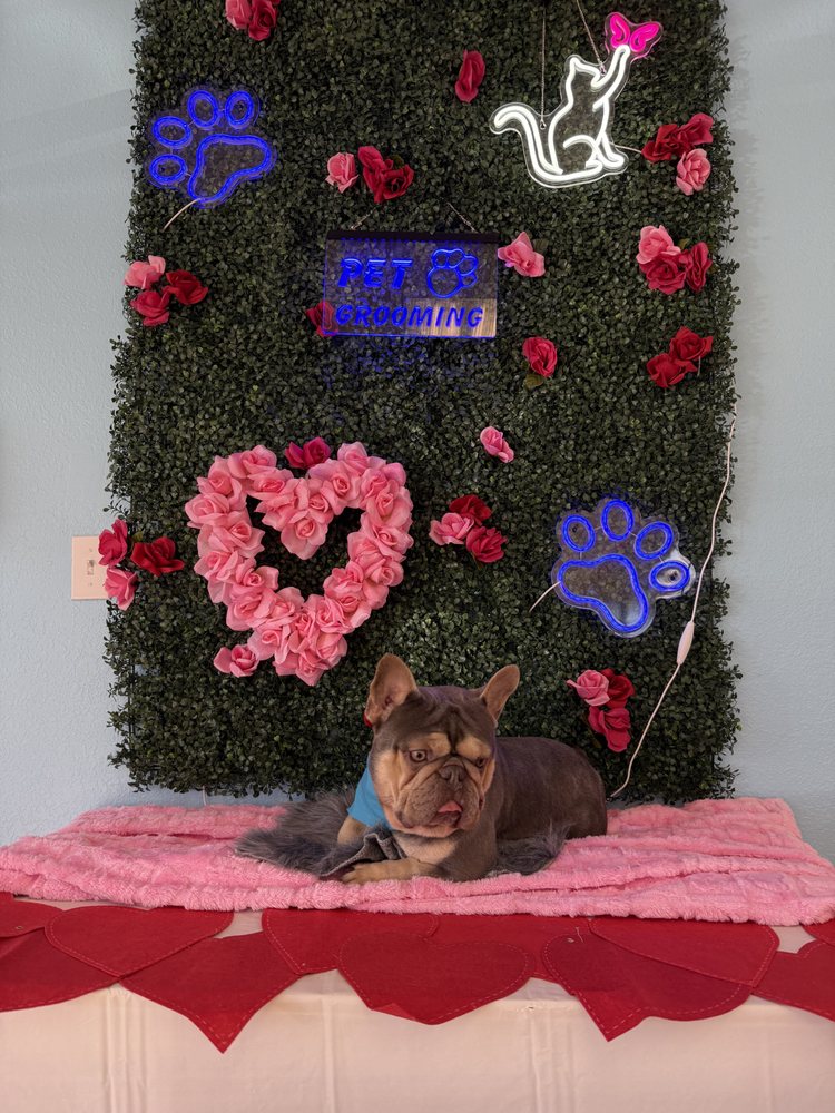 CECES GROOMING SPA - Updated December 2025 - 3880 SE Dixie Hwy, Stuart ...