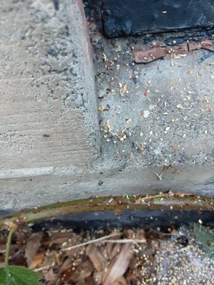 TRIGUARD PEST CONTROL - Updated July 2024 - 53 Photos & 307 Reviews ...