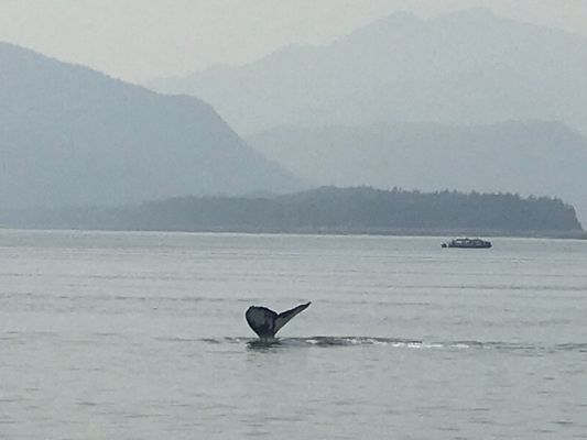 DOLPHIN JET BOAT TOURS - 40 Photos & 75 Reviews - 11547 Glacier Hwy ...